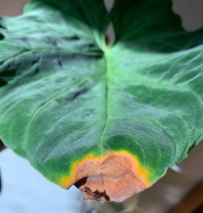 Fertilizing Houseplants | Soil Nutrient Analysis Laboratory | College ...