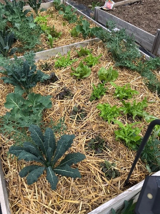 Preparing New Garden Beds | Soil Nutrient Analysis Laboratory | College ...